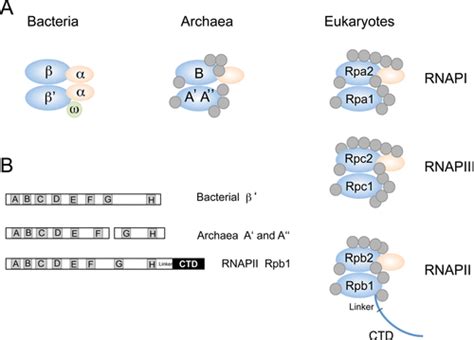 Rna Polymerase In Prokaryotes
