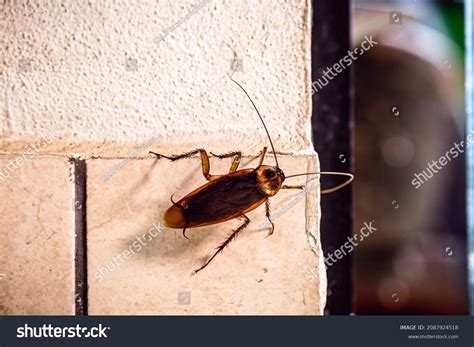 American Cockroach White Wall Over 57 Royalty Free Licensable Stock