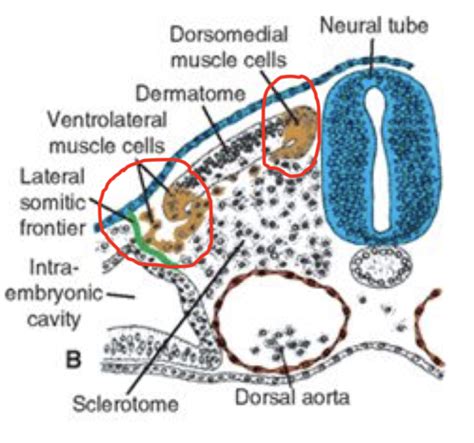 Development Of Musculoskeletal Systems Flashcards Quizlet