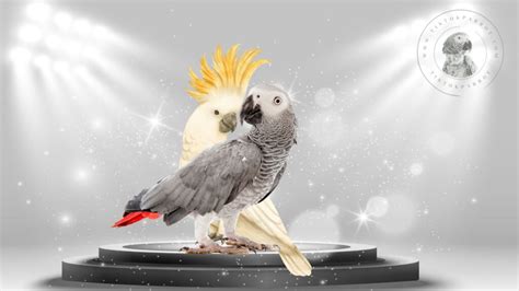 Cockatoo Vs African Grey Which Feathered Friend Is Right For You
