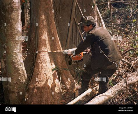 Man Cutting Down A Tree Using A Chainsaw Photographed In Laos Southeast Asia Stock Photo Alamy