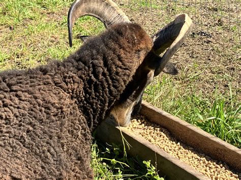 Sheep Stones Urinary Calculi In Sheep Countryside