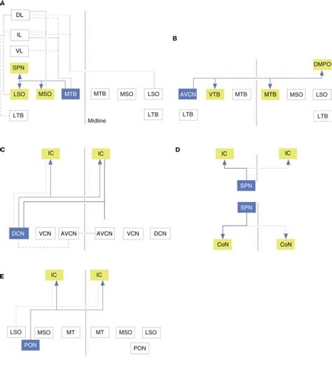Branched Axonal Projections In The Auditory Brainstem And Midbrain A