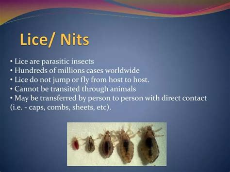 Ppt Lice Nits Powerpoint Presentation Free Download Id