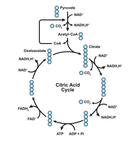 Krebs Cycle Flow Chart