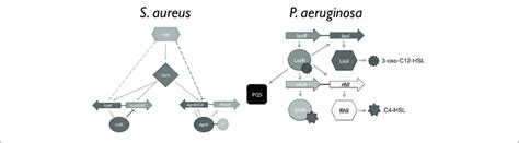 Overview Of The Staphylococcus Aureus And Pseudomonas Aeruginosa Download Scientific Diagram