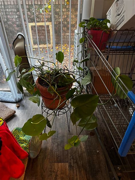 Made My First Custom Tree Any Thoughts Or Constructive Criticism R Minecraft