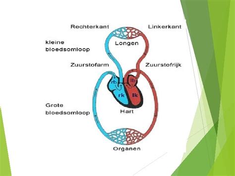 De Circulatie Grote En Kleine Bloedsomloop Hart En