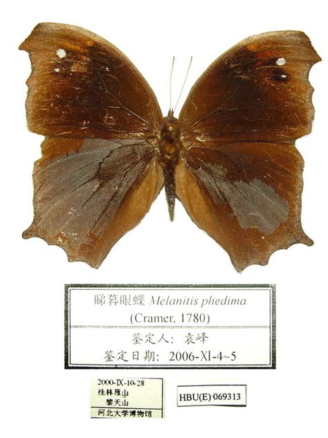 睇暮眼蝶 Melanitis phedima 物种库 国家动物标本资源库