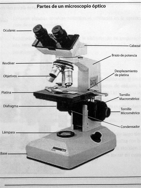 Uso Del Microscopio ~ Nocjoc