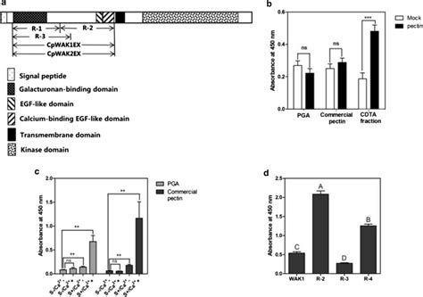 Pectin Egg Box Model At Louise Chao Blog
