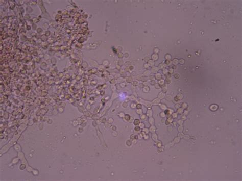 Charity Owings Plpa 631 Blog Lab 4