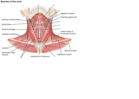 Muscles Of Vertebral Column Diagram Quizlet