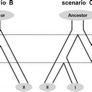 Demographic Models Of C Ichangensis Compared In Approximate Bayesian