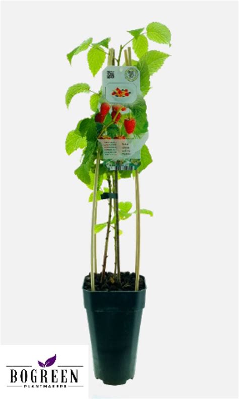 Rubus Idaeus Malling Promise — Plant Wholesale Floraccess