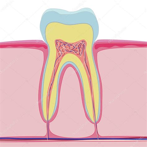 Estructura Vectorial Del Diente Humano Anatomía Aislada Sobre Fondo
