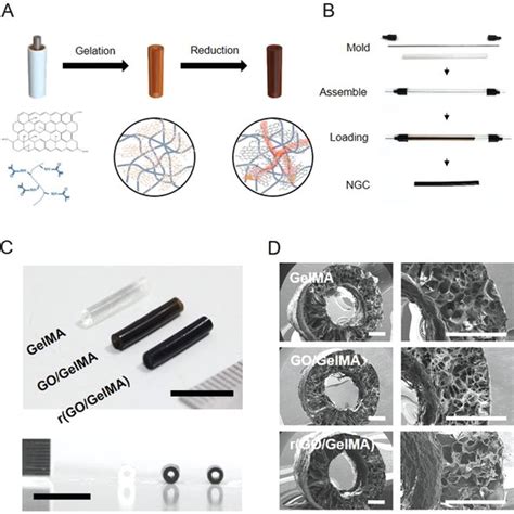 Characterization Of Gelatin‐based Conductive Hydrogels A Raman Download Scientific Diagram
