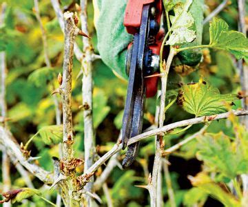 Pruning Mistakes Common Errors And How To Avoid Them Homes And Gardens