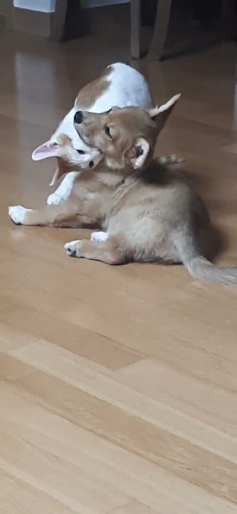 강아지 핥아주는 고양이 Youtube