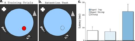 Retest In A Novel Spatial Environment Behaviorally Characterized Young Download Scientific