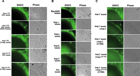 Role Of Importin β In The Control Of Nuclear Envelope Assembly By Ran