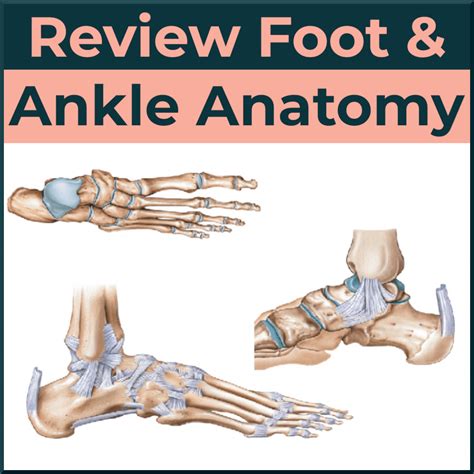 Review Of Foot And Ankle Anatomy Sports Medicine Review