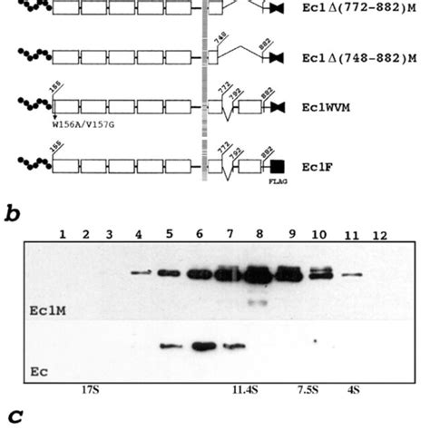 Schematic Representation Of Human E Cadherin Gene Constructs A And