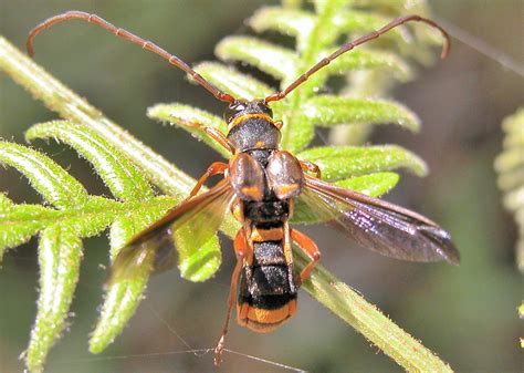 Wasp Like Longicorn Beetle Hesthesis Variegata Or Hesthesis Bizonata