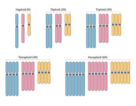 Homoplastic Definition And Examples Biology Online Dictionary