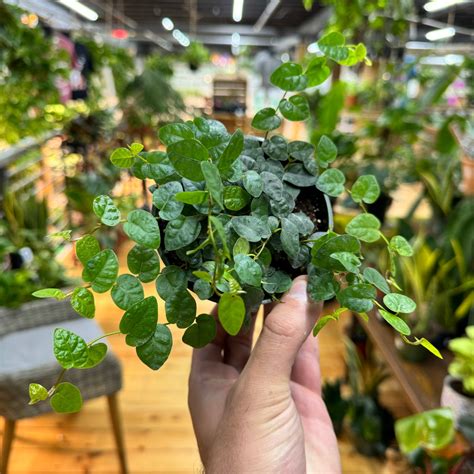 Ficus Repens Green Live Plants Unique Plant Daddies Of Atlanta