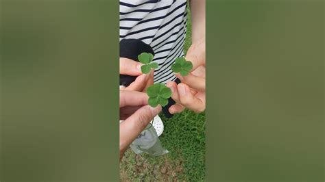 네잎클로버 2개 다섯잎클로버 1개 Youtube