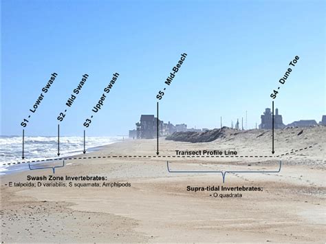 Typical Sampling Transect Used For Field Data Collection Download Scientific Diagram
