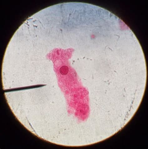 Protist Cell Microscope