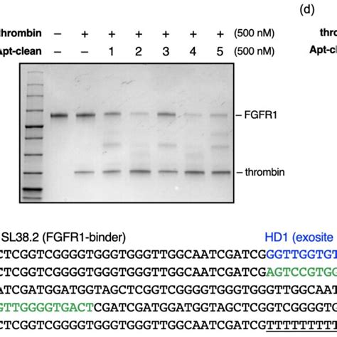 Schematic Diagram Of Apt Clean Strategy A Bispecific Aptamer Binding Download Scientific