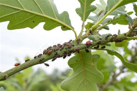 Common Oak Aphid On Oak Shoot Stock Illustration Illustration Of Life Botanical 357744761