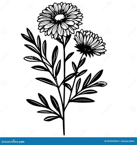 Drawing Aster September Flower Tattoo Aster September Birth Flower