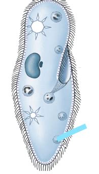 Lab Practical One Flashcards Quizlet