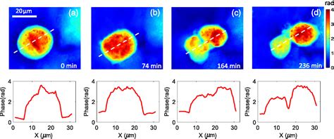 Multimodal Computational Microscopy Based On Transport Of Intensity
