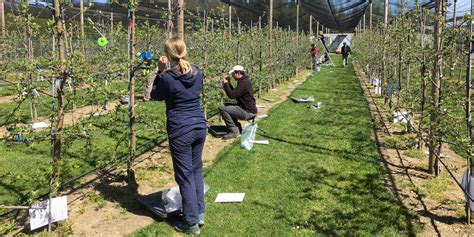 Field Evaluation Of The Cisgenic Fire Blight Resistant Apple Line C44 4