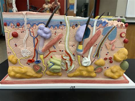 Anatomy And Physiology 1 Lab Practical 2 Integumentary System Diagram Quizlet