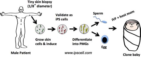 Are Babies From Same Sex Couples Possible The Niche