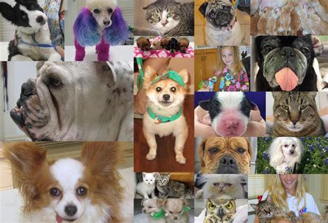 Bluebonnet Vet Clinic