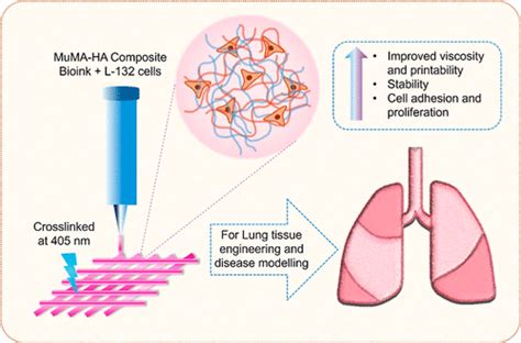 3d Bioprinting With Visible Light Cross Linkable Mucin Hyaluronic Acid Composite Bioink For Lung