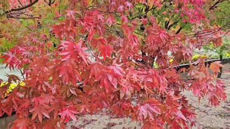 가을비에 젖은 🍁단풍길🍁 산소도시 태백 철암 단풍길 에서 Youtube