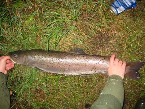 Lostrița Se Reîntoarce în Apele De Munte Ale Banatului Montan Video