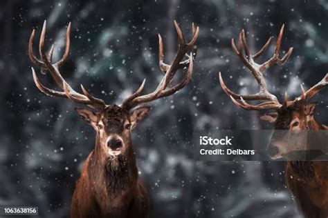 아름 다운 겨울의 배경 두 고귀한 사슴 남성 눈 숲 겨울 원더랜드입니다 크리스마스 이미지입니다 가문비나무에 대한 스톡 사진 및 기타 이미지 Istock