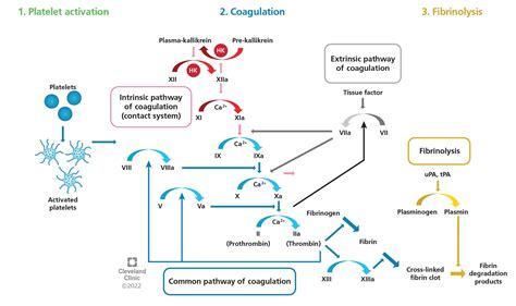 Cirrhotic Coagulopathy A Rebalanced Hemostasis Cleveland Clinic