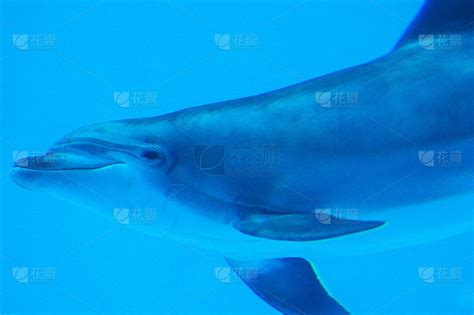 宽吻海豚