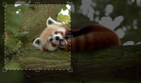 Angular Directive For Jcrop Jquery Plugin Ng Jcrop Angular Script