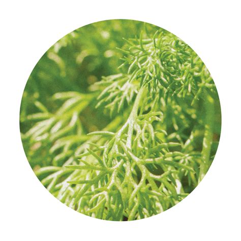 Herbalism With Amelia Summer Edition Briggs Garden And Home